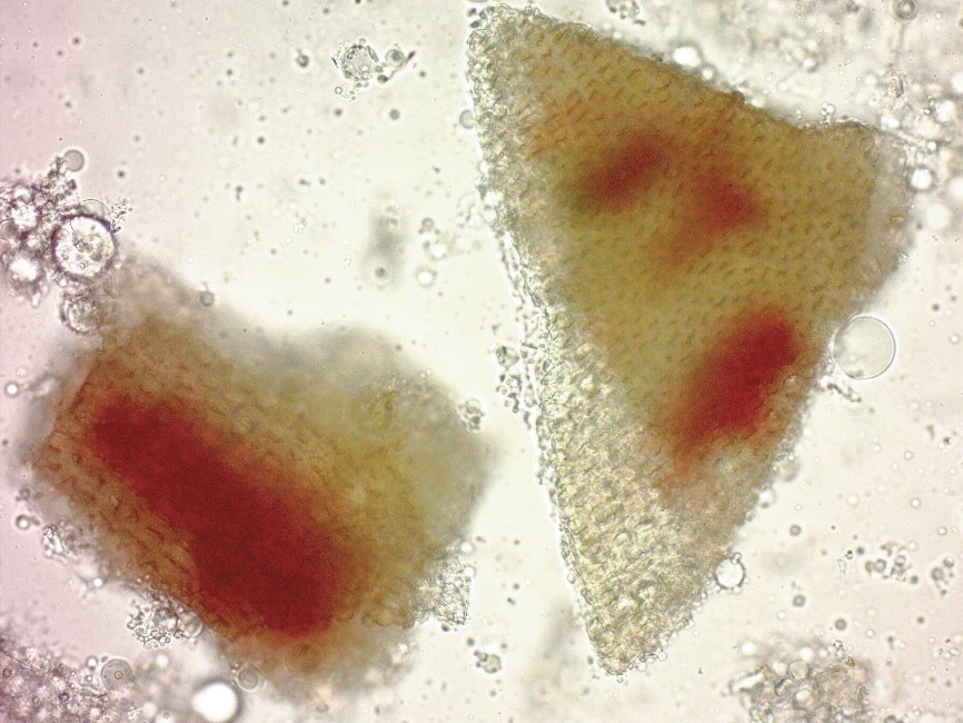Cardui mariae - Institut für Pharmazeutische Wissenschaften