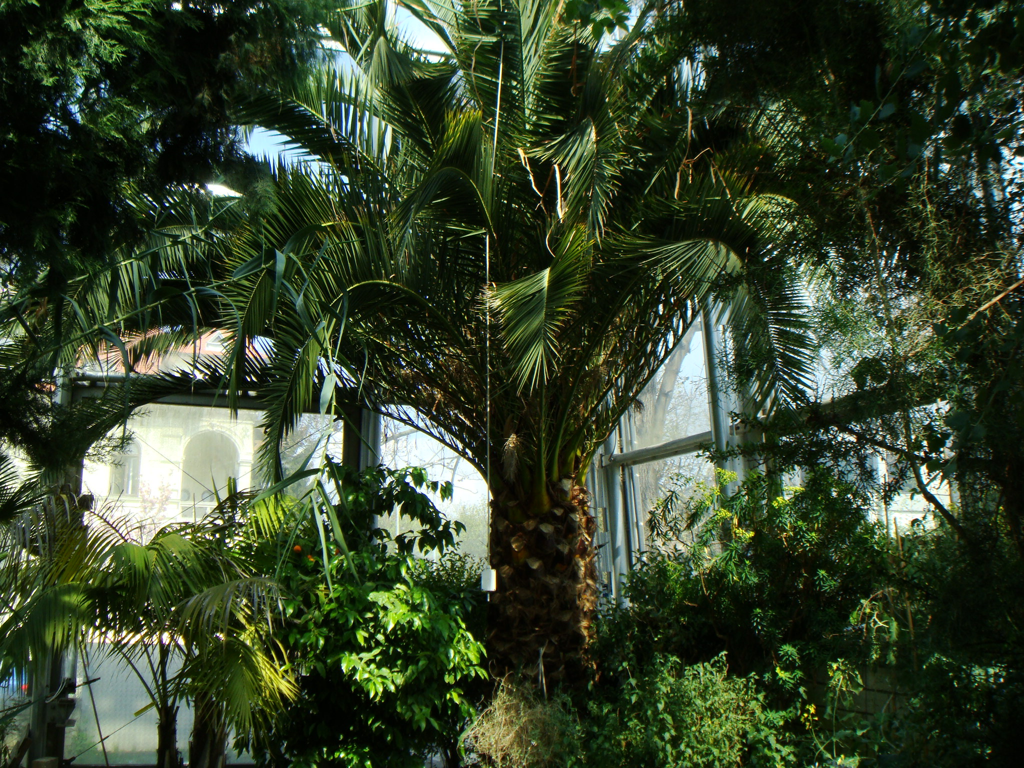 Palmen mit Dr. Christian Berg - University of Graz