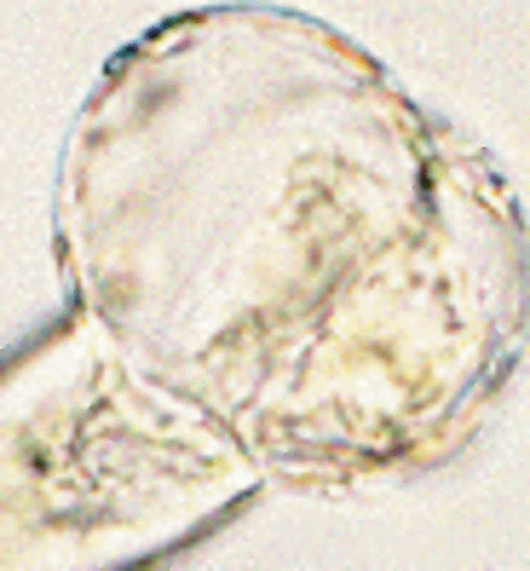 Digitalis lanatae - Institut für Pharmazeutische Wissenschaften