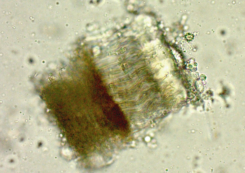 Cardui mariae - Institut für Pharmazeutische Wissenschaften