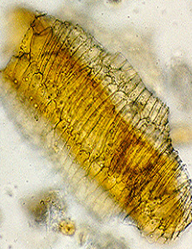 Piperis nigri - Institut für Pharmazeutische Wissenschaften