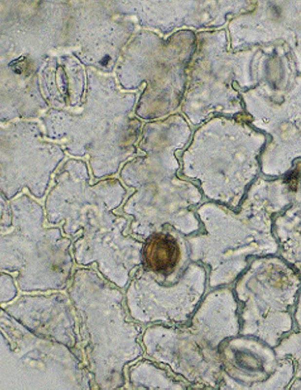 Digitalis lanatae - Institut für Pharmazeutische Wissenschaften