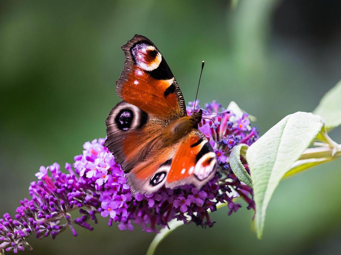 Künstliche Intelligenz in der qualitativen Forschung - Grazer ...