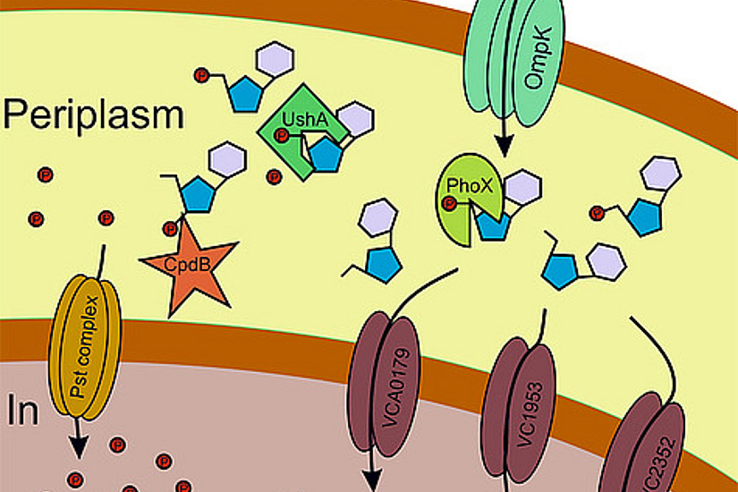 Gefräßiges Bakterium - Institut für Molekulare Biowissenschaften