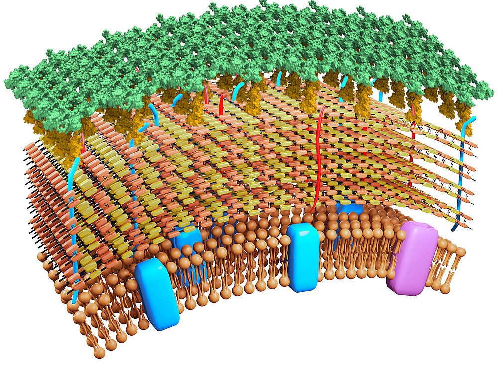 Bacteria in chain mail: Lactobacilli protect themselves with a lattice ...