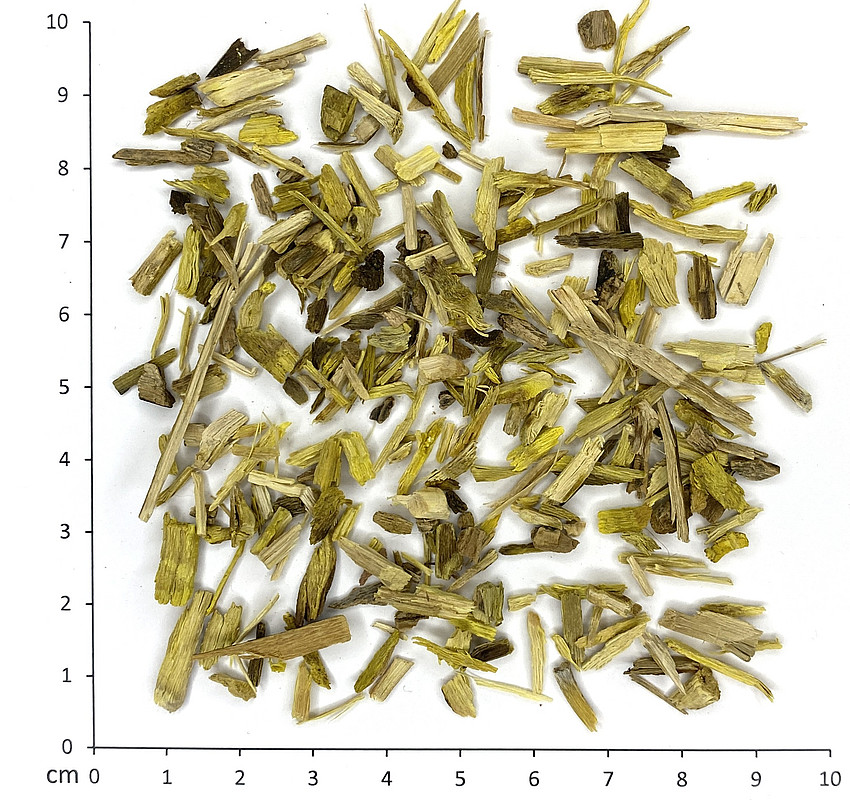 Cortices - Institut für Pharmazeutische Wissenschaften