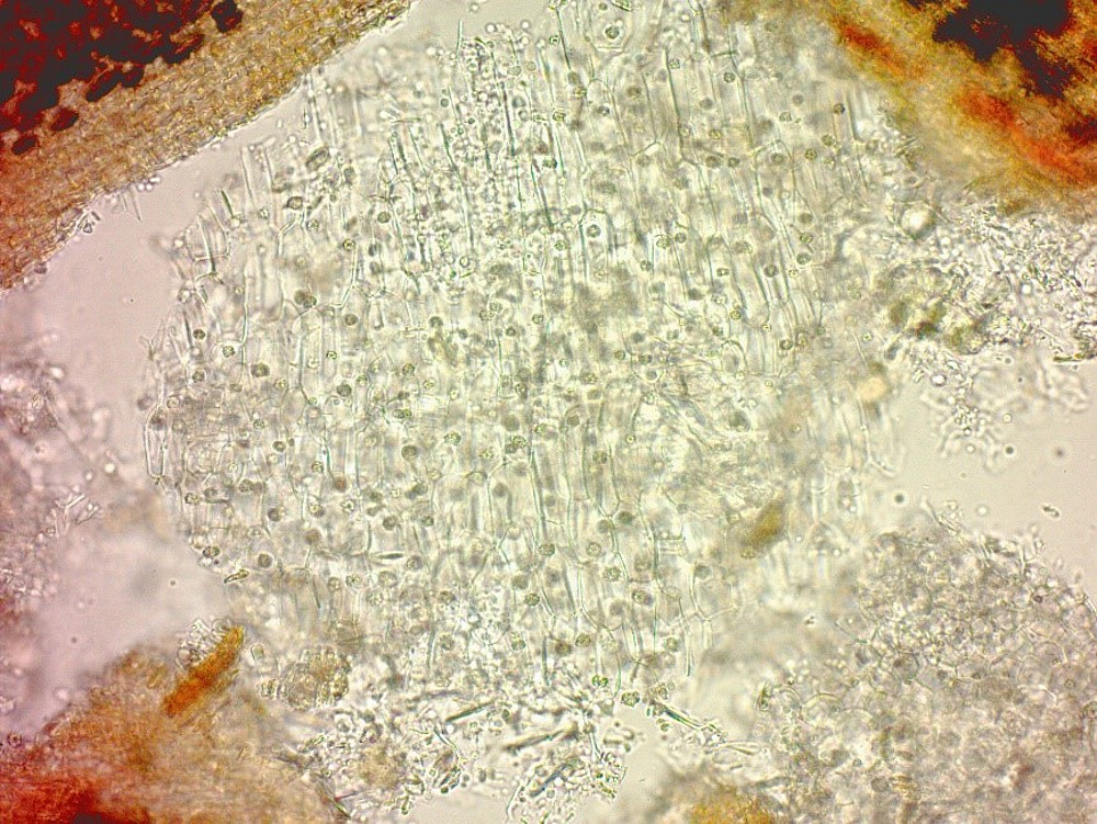 Cardui mariae - Institut für Pharmazeutische Wissenschaften