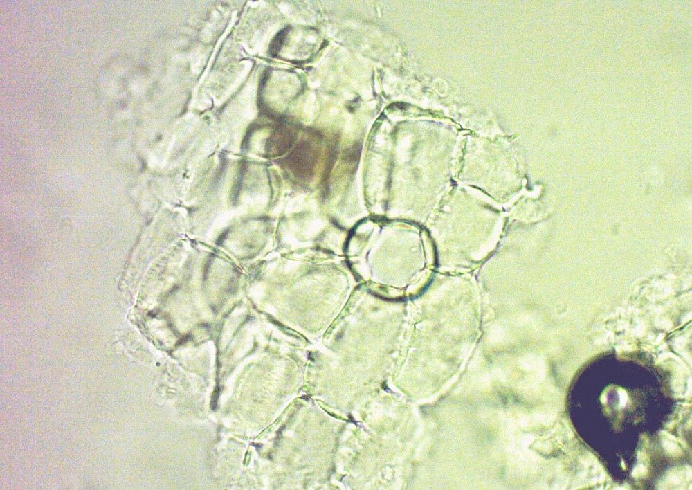 Calami - Institut für Pharmazeutische Wissenschaften