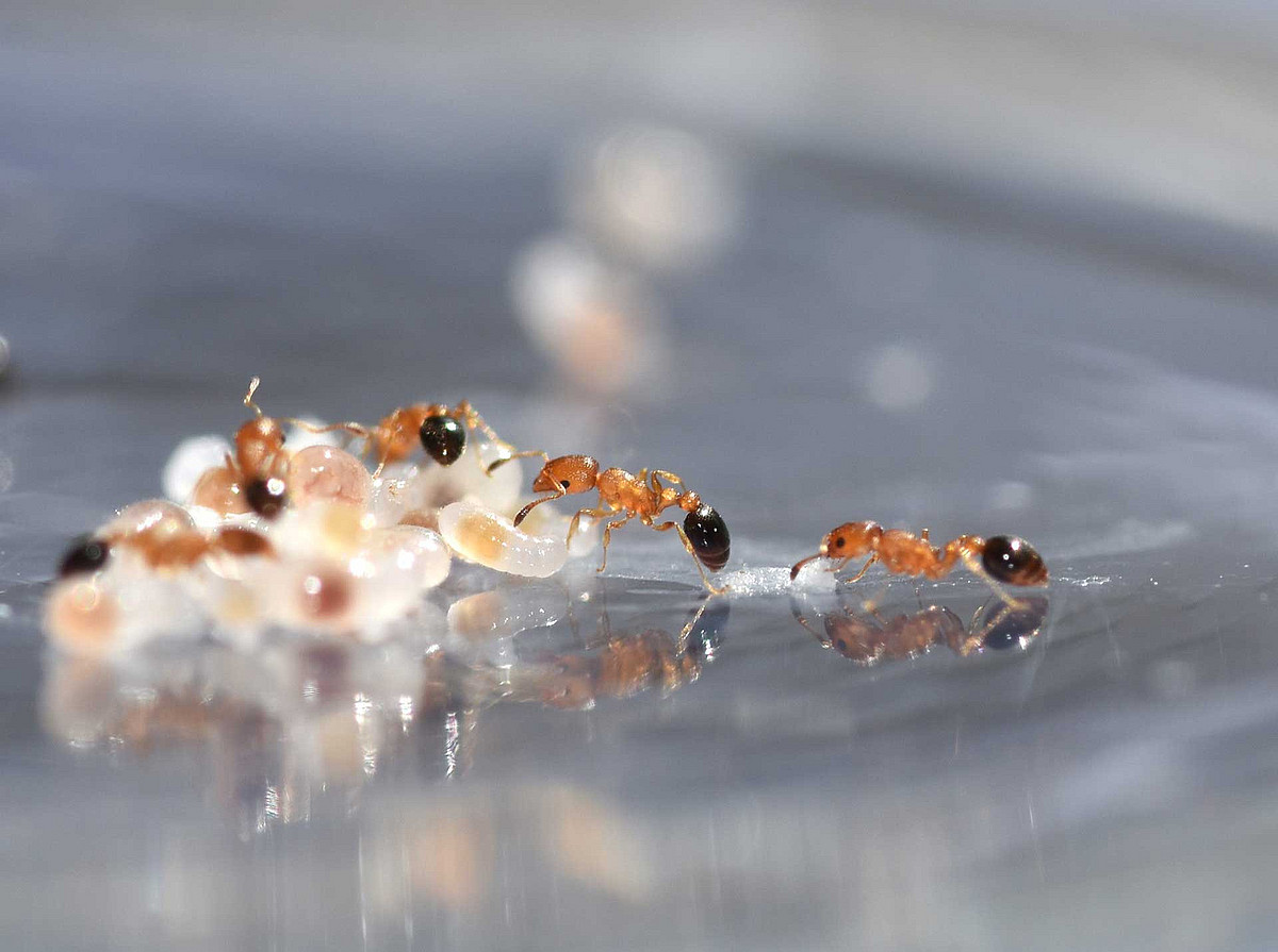 Circular Bioengineering: FWF Cluster of Excellence aims to ...