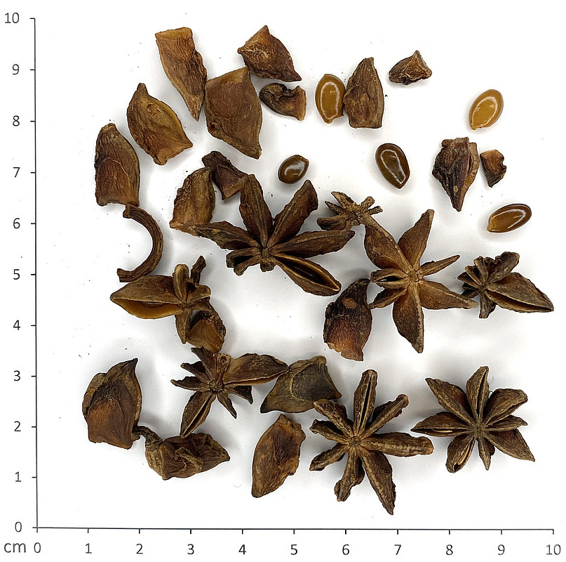 Fructus - Institut für Pharmazeutische Wissenschaften