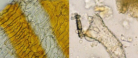 Anisi - Institut für Pharmazeutische Wissenschaften