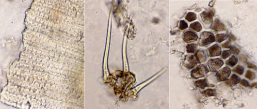 Fructus - Institut für Pharmazeutische Wissenschaften