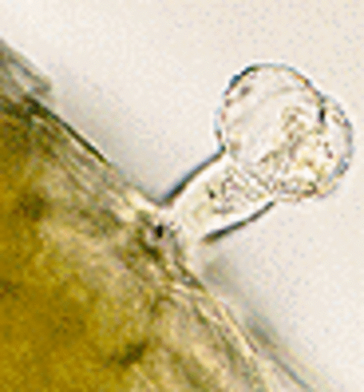 Digitalis lanatae - Institut für Pharmazeutische Wissenschaften