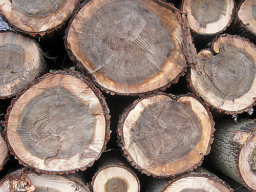 Wertvolles Holz - Universität Graz