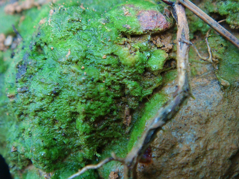 Protonema - JungleKey.fr Image